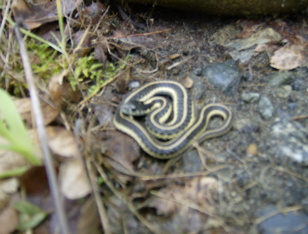Oregon Garter Snake | Project Noah