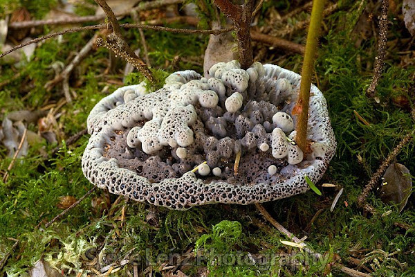 Bleeding Tooth Fungus | Project Noah
