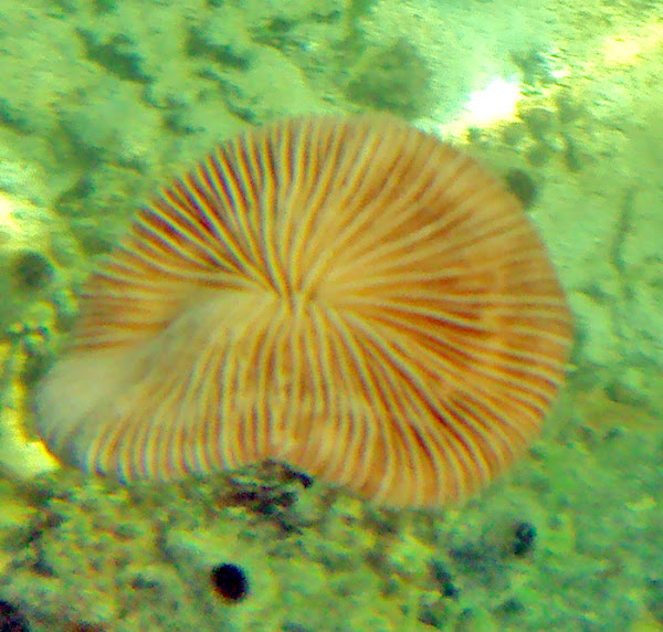 Disc/Mushroom/Tongue Coral | Project Noah