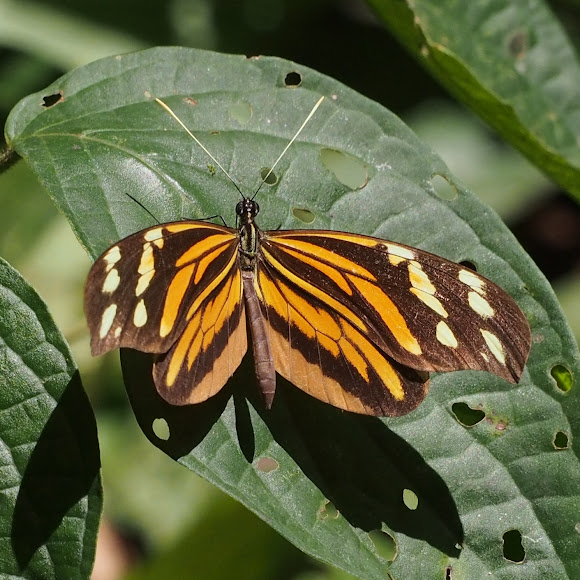 Tiger Mimic-White (female) | Project Noah