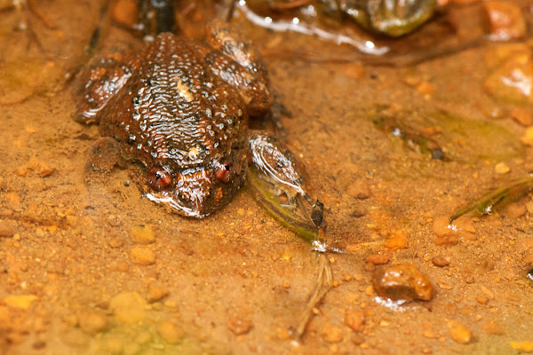 Dattatreya Night Frog | Project Noah