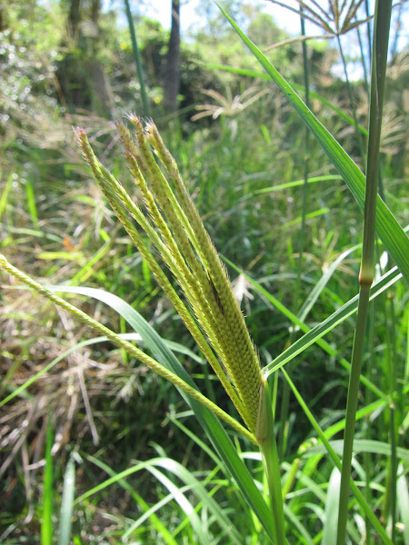 Tall Windmill Grass | Project Noah