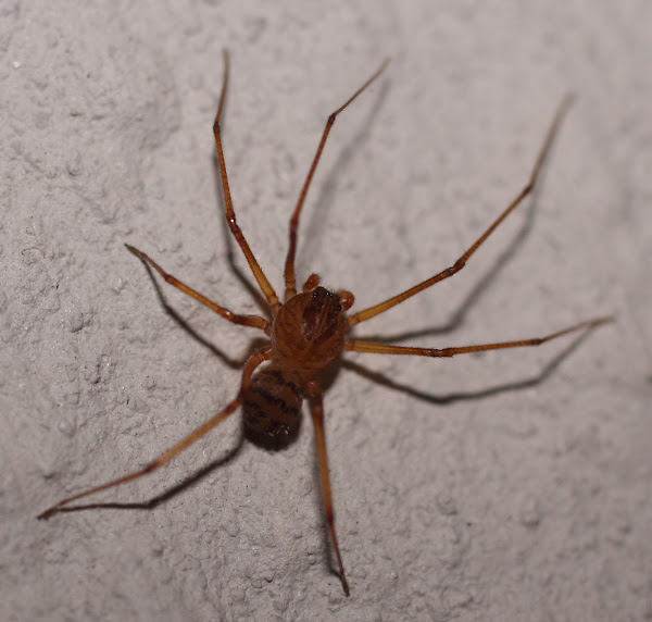 Spitting Spider | Project Noah