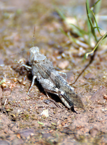 Carolina Locust - Grasshopper | Project Noah