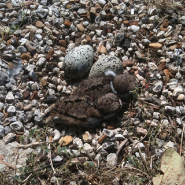 Killdeer babies and eggs | Project Noah