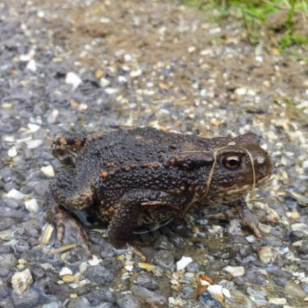 Common toad | Project Noah