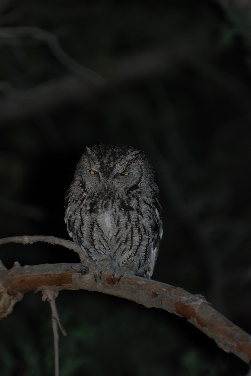 Whiskered Screech Owl | Project Noah