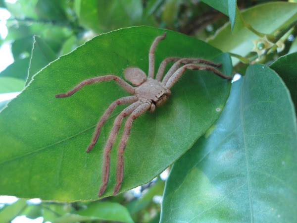 Flat Huntsman Spider | Project Noah