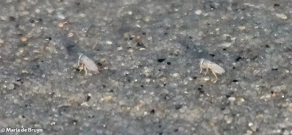 Sand fly | Project Noah