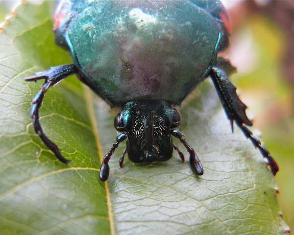 Green Fruit Beetle | Project Noah
