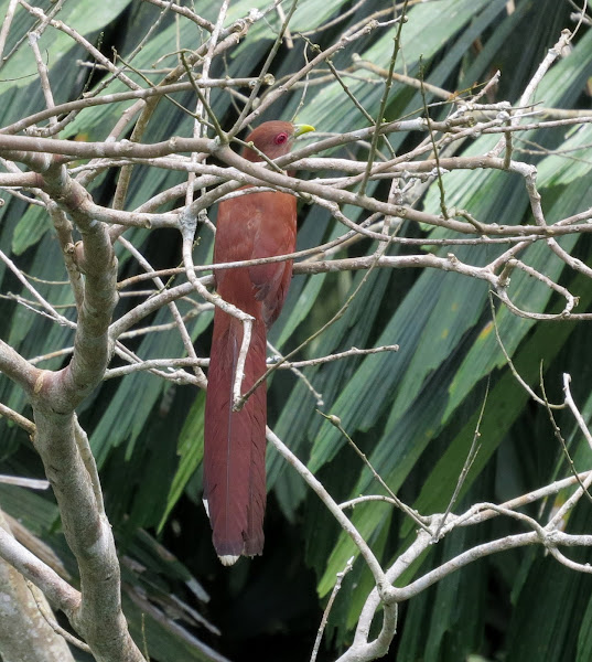 Squirrel Cuckoo | Project Noah