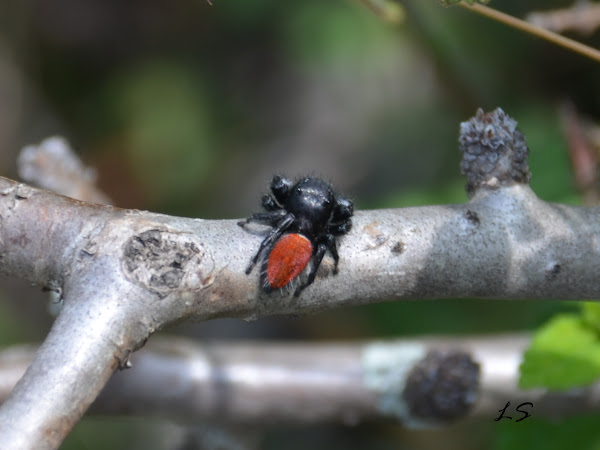 Red-backed jumping spider (male) | Project Noah