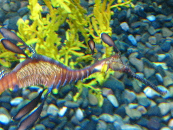 Leafy Sea Dragon | Project Noah