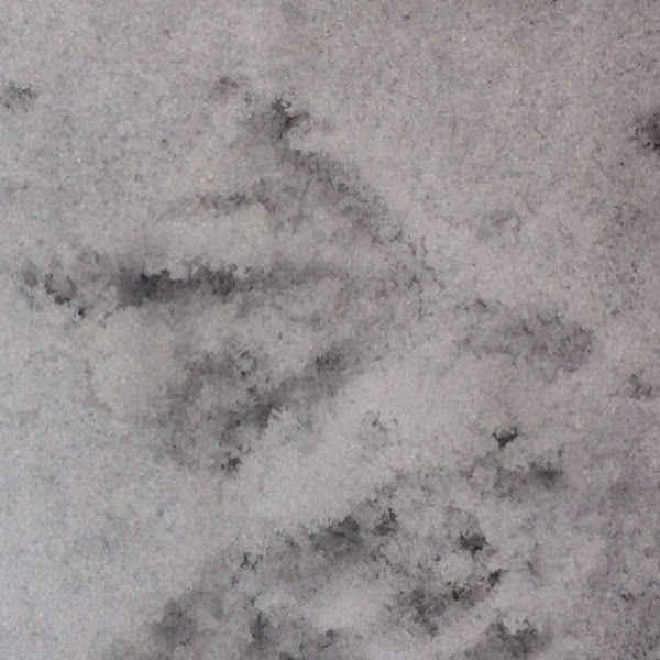 White Winged Dove Tracks | Project Noah