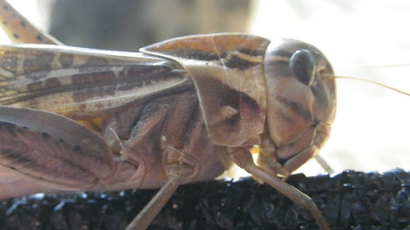 Brown Locust | Project Noah