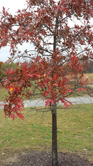 Red Oak | Project Noah