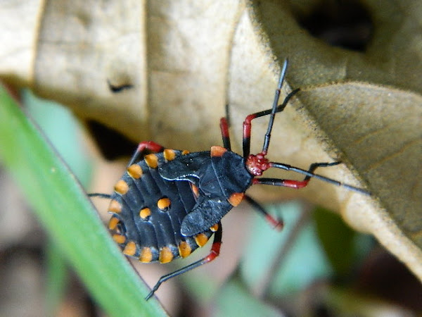 Stink bug nymph | Project Noah