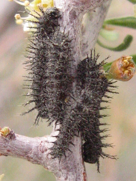 Painted lady caterpillar | Project Noah