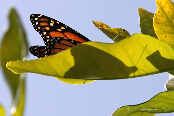 Monarch | Project Noah