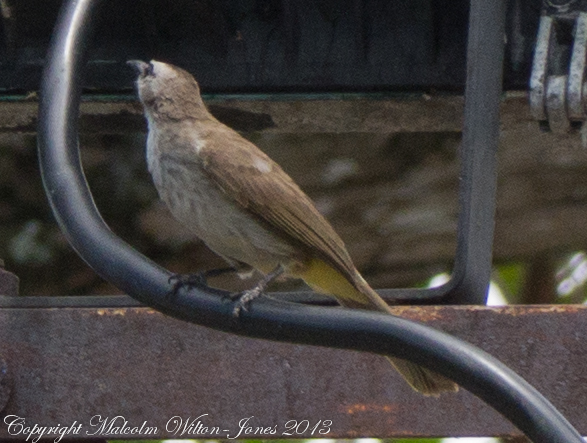 Yellow-vented Bulbul | Project Noah