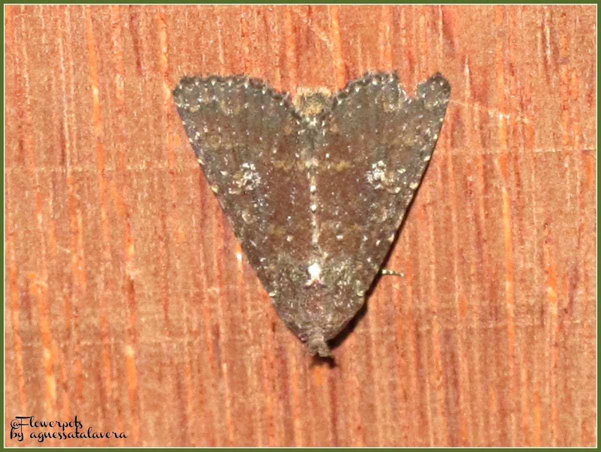 Condica Noctuid Moth | Project Noah