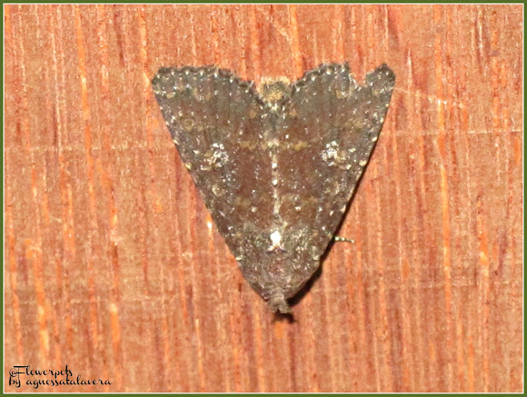 Condica Noctuid Moth | Project Noah