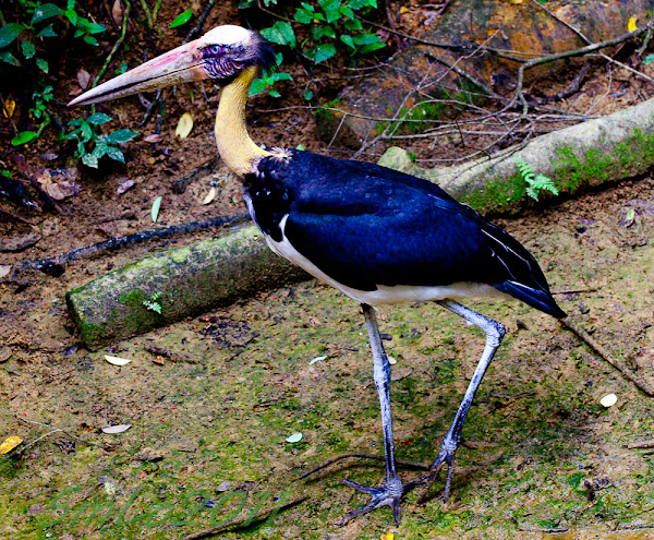 Storm's Stork | Project Noah