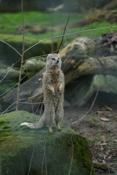 Mongoose | Project Noah