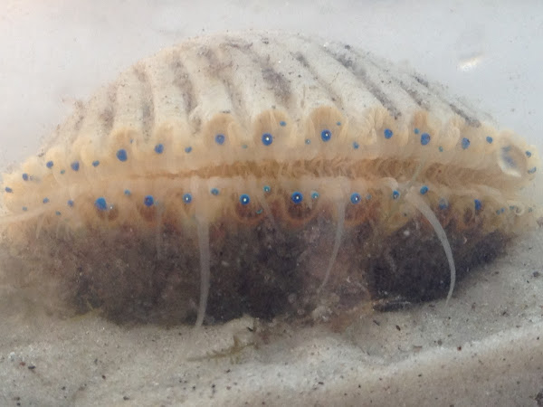 Bay Scallop | Project Noah