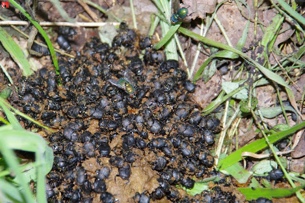 Onitis | Project Noah