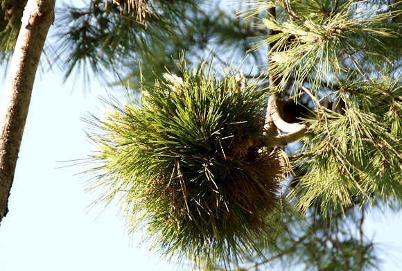 Pine gall.. | Project Noah