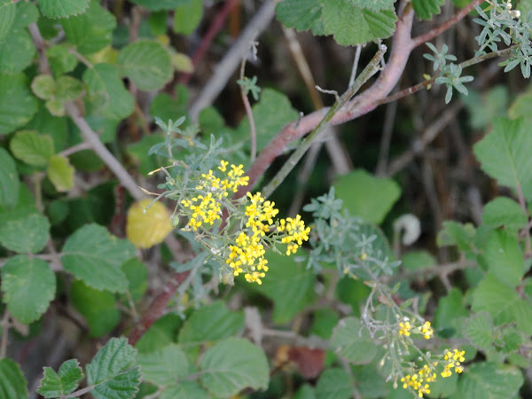 Yellow-tuft | Project Noah