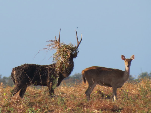 Javan Rusa Deer | Project Noah