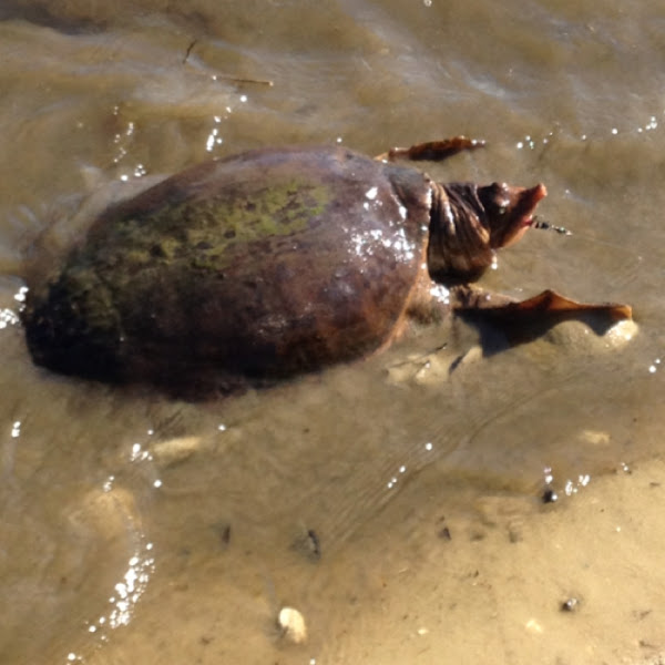 Florida Softshell | Project Noah