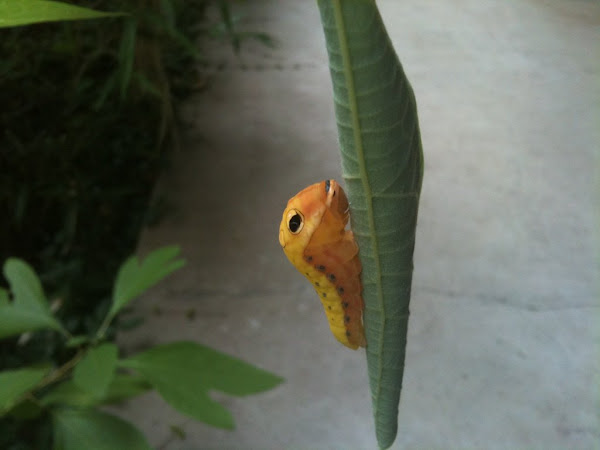 Chrysalis | Project Noah