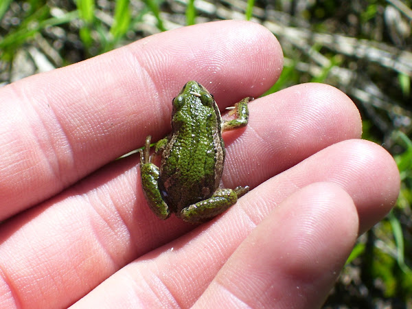 Western Chorus Frog | Project Noah
