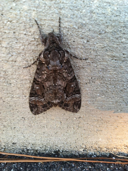 Waved Sphinx Moth | Project Noah