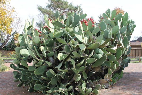 spineless cactus | Project Noah