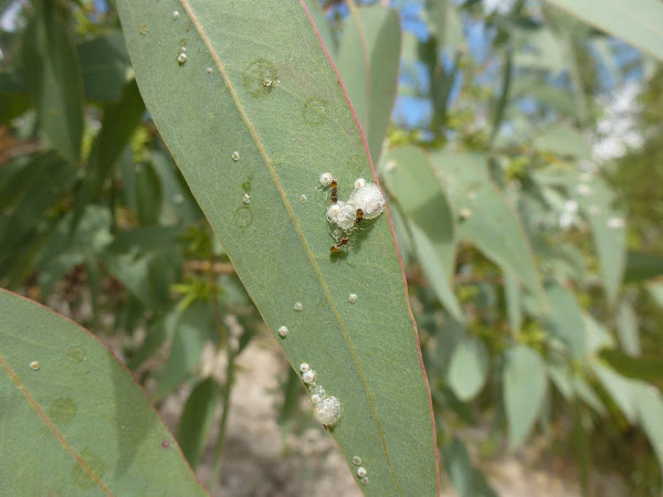 White Lerp Insect | Project Noah