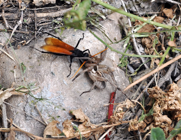 Tarantula hawk | Project Noah