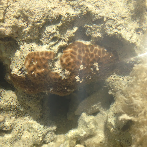 Encrusting coral | Project Noah