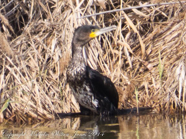 Cormorant; Cormorán Grande | Project Noah