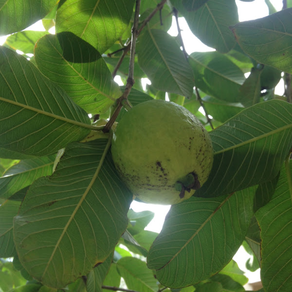 Guava | Project Noah