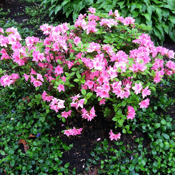 Azalea | Project Noah