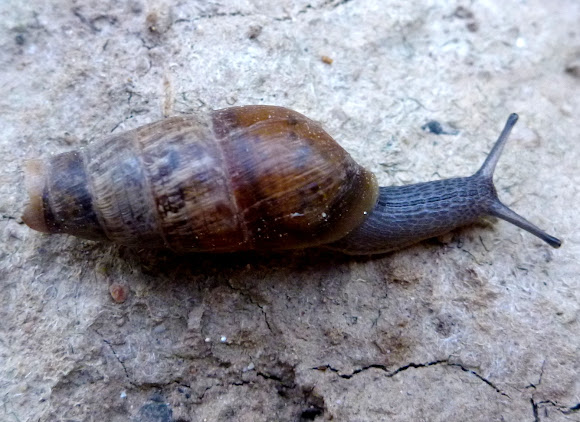Decollate snail. Caracola | Project Noah