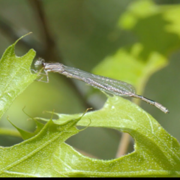 Variable Dancer | Project Noah