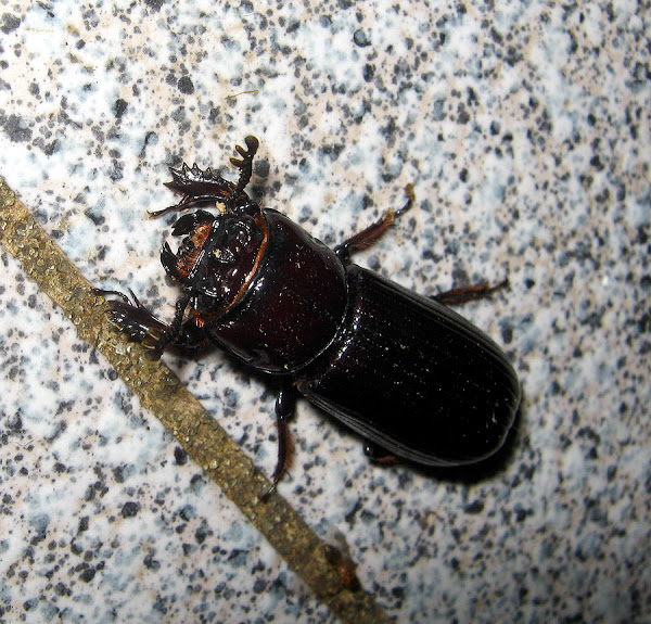 Passalid Beetle | Project Noah