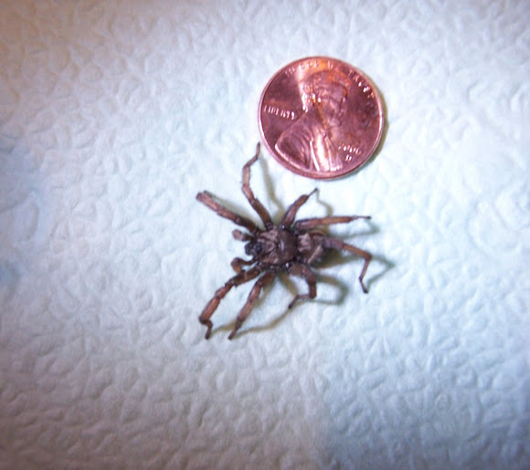 Calisoga spider or False tarantula | Project Noah
