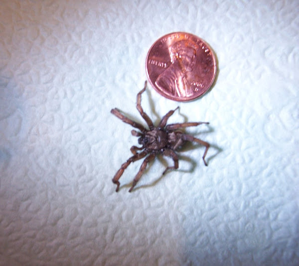 Calisoga spider or False tarantula | Project Noah