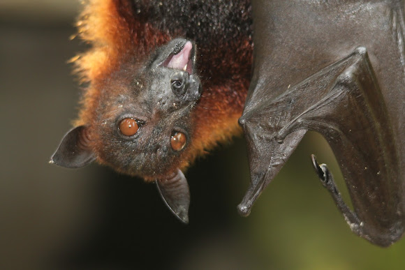Western Naked-backed Fruit Bat | Project Noah